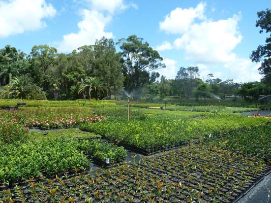 Wholesale & Retail Plant Nursery located conveniently between the Gold ...